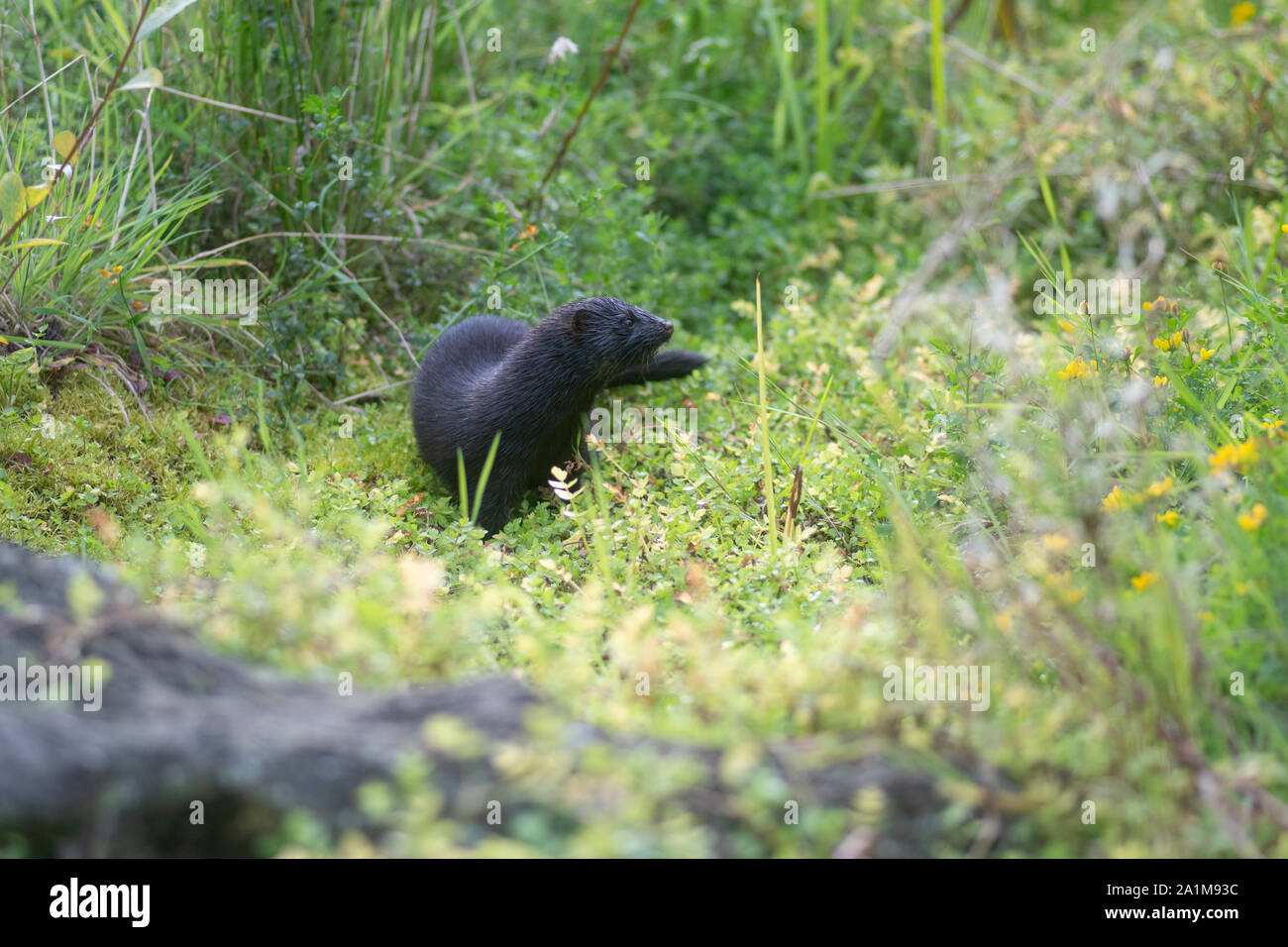 american mink, Neovison vison, captive, devon Stock Photo - Alamy