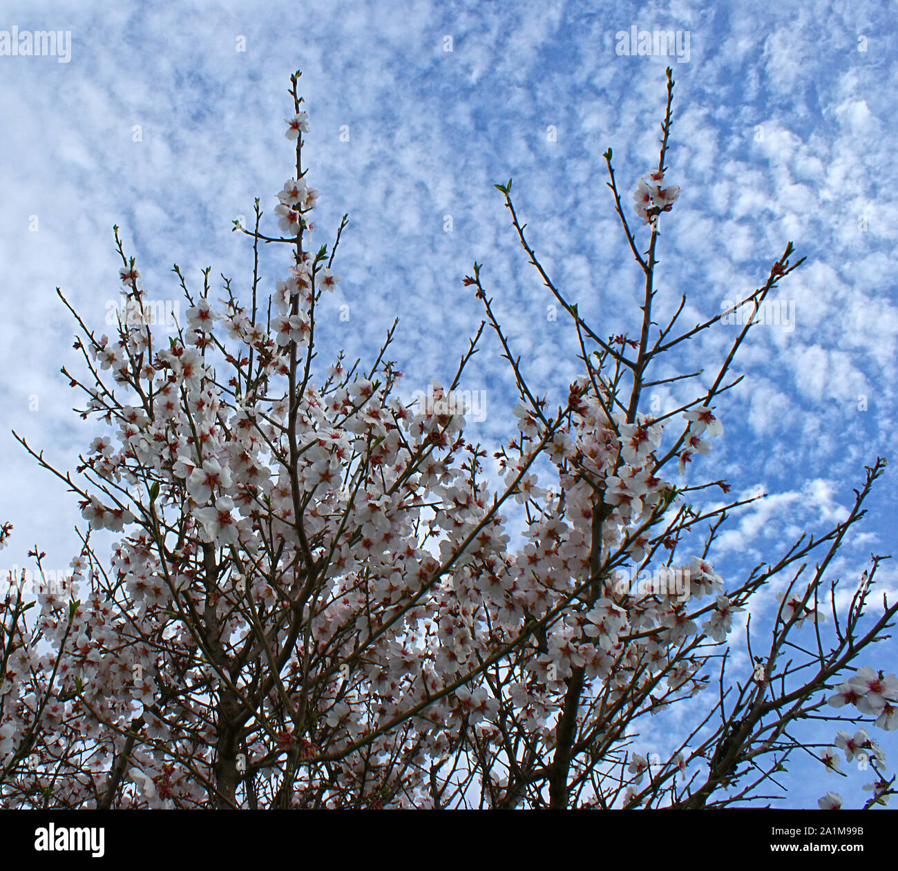 Almond tree flowers with blue sky with clouds background 12 Stock Photo ...