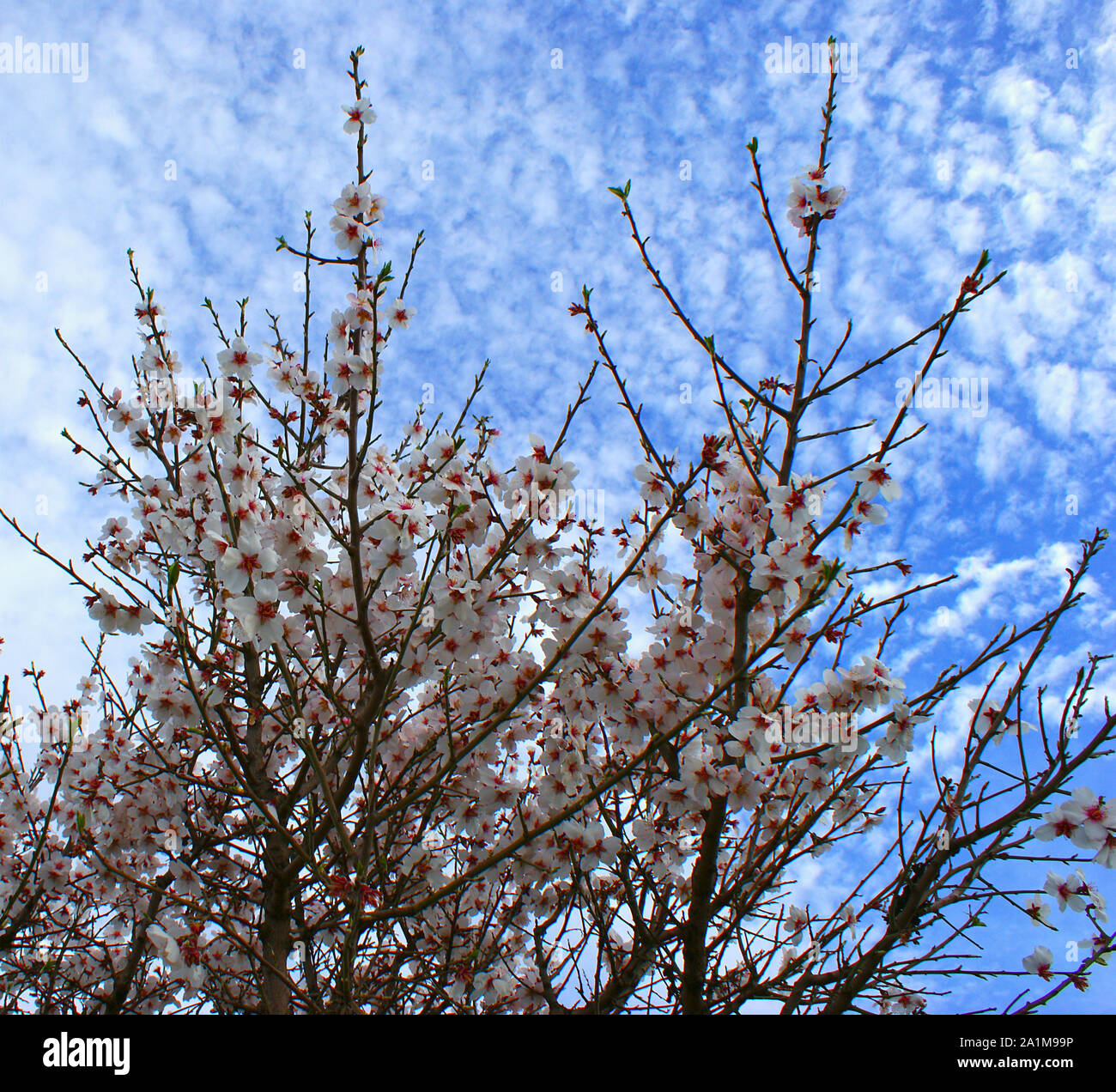 Almond tree flowers with blue sky with clouds background 13 Stock Photo ...