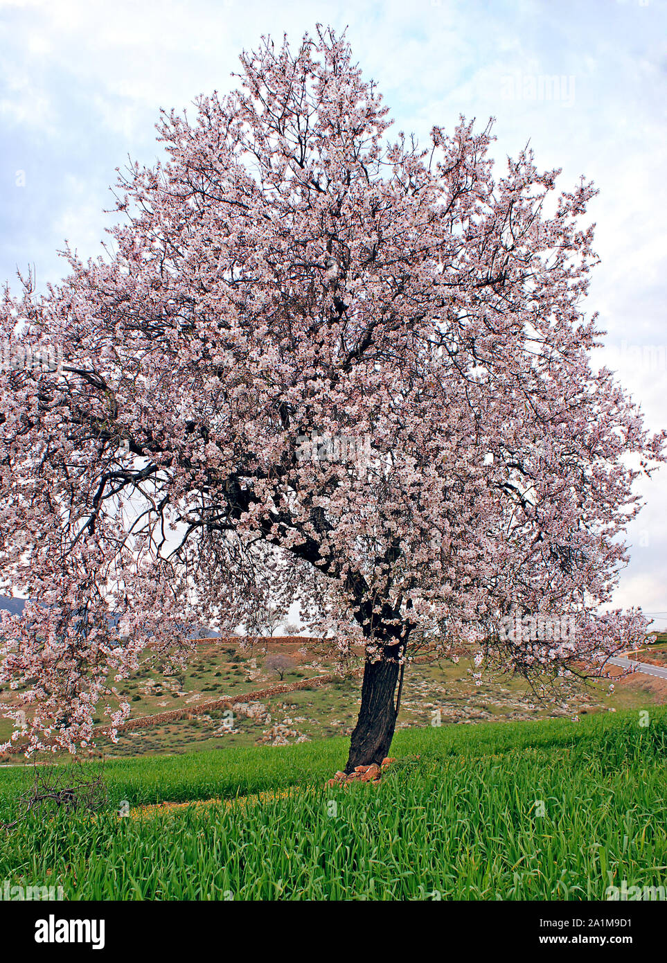Almond tree flowers with blue sky with clouds background 24 Stock Photo ...