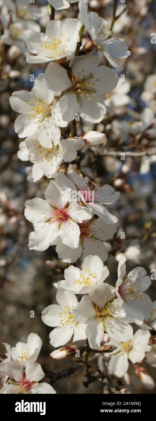 Almond tree management hi-res stock photography and images - Alamy