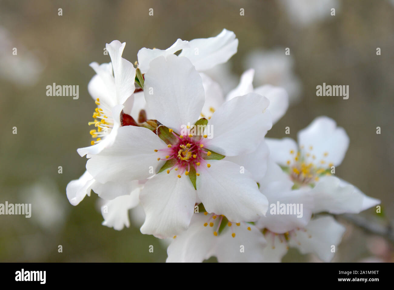White blue pink showy flowers hi-res stock photography and images - Alamy