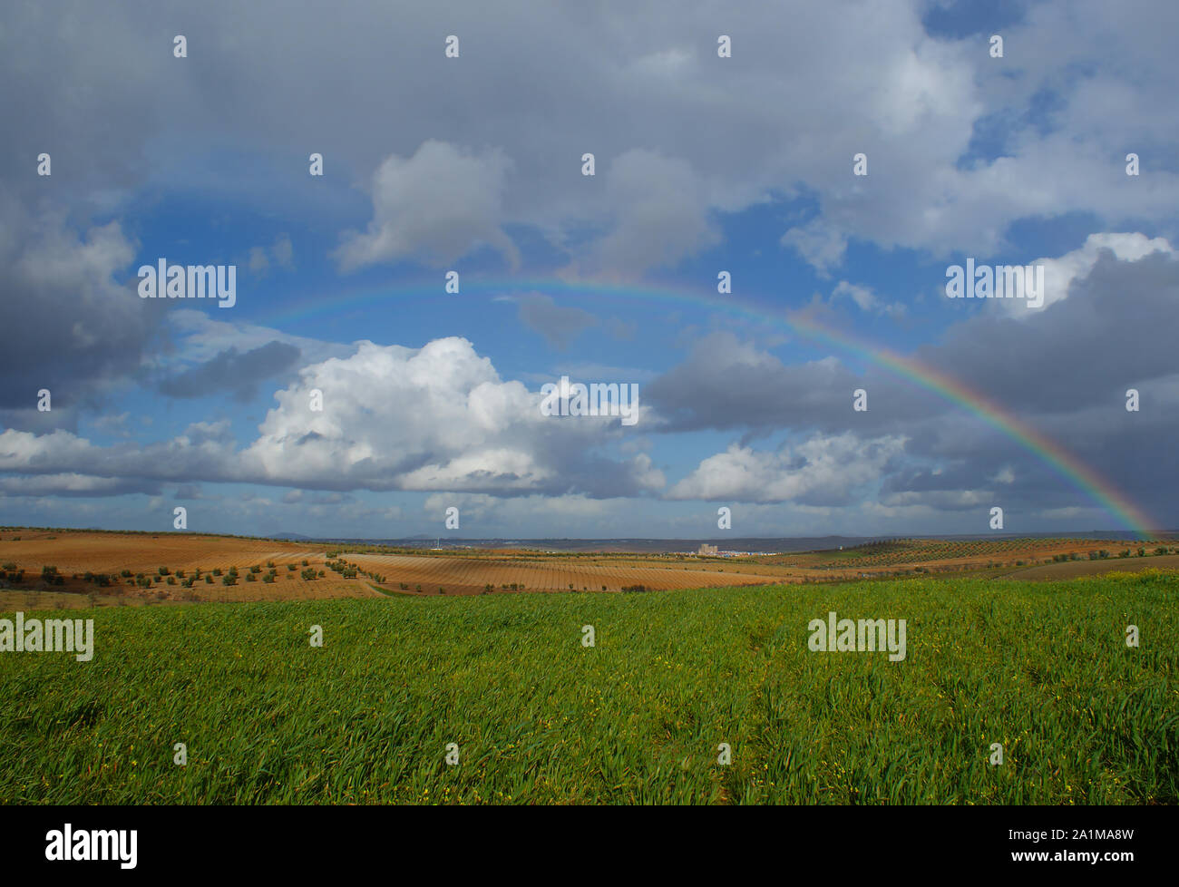 Wheat and vines hi-res stock photography and images - Alamy