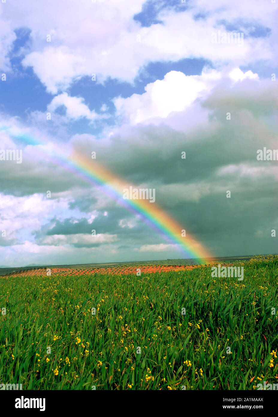 Wheat and vines hi-res stock photography and images - Alamy