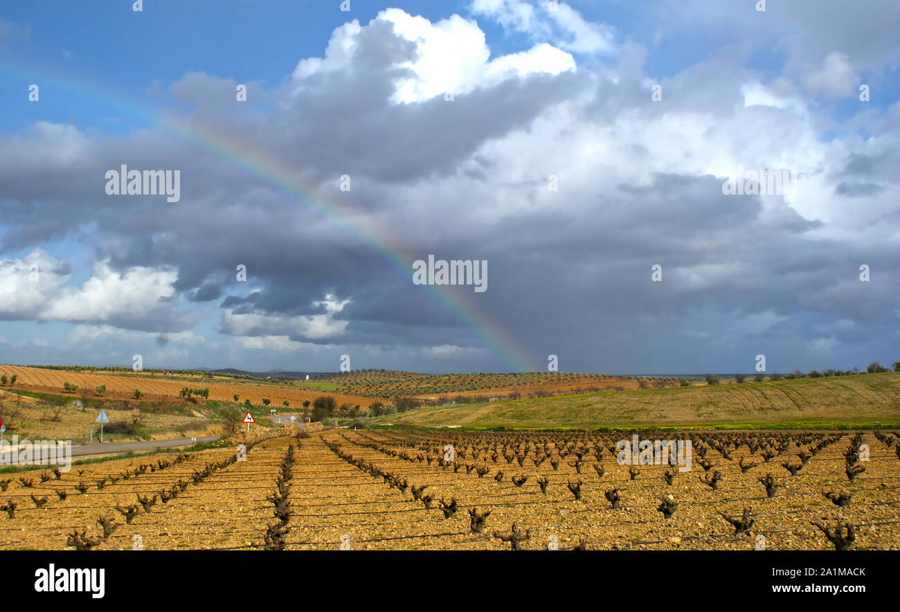 Wheat and vines hi-res stock photography and images - Alamy