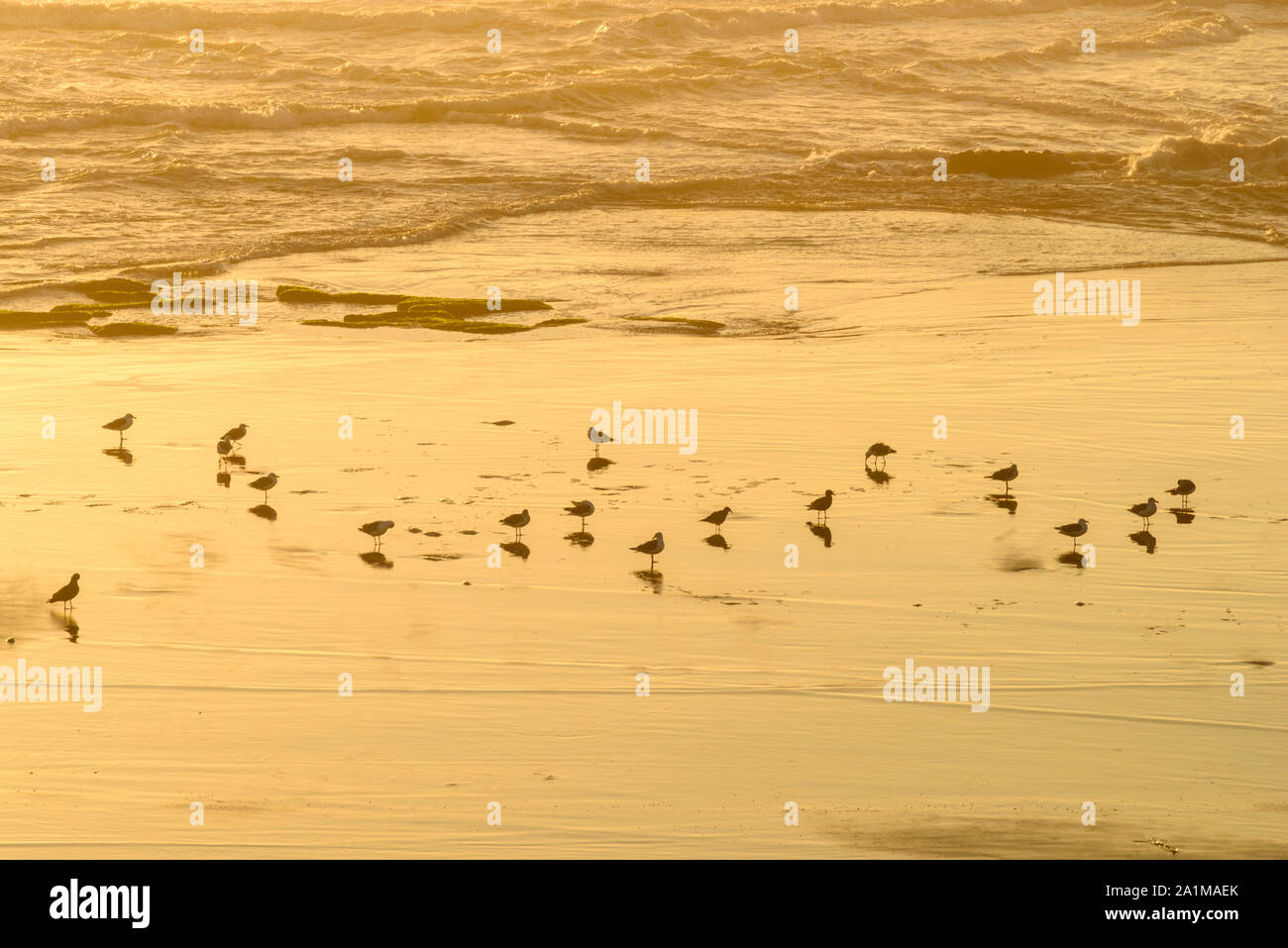 Seal Rocks at sunset, Seal Rock State Park, Oregon, USA Stock Photo - Alamy