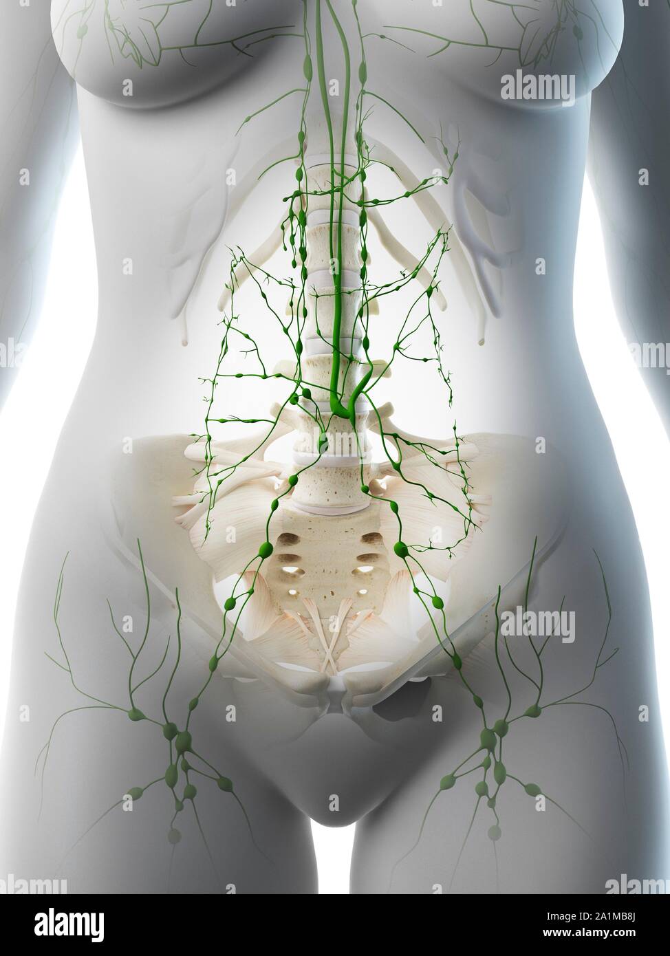 Abdominal lymph nodes, computer illustration Stock Photo - Alamy Abdominal lymph nodes, computer illustration Stock Photo - Alamy