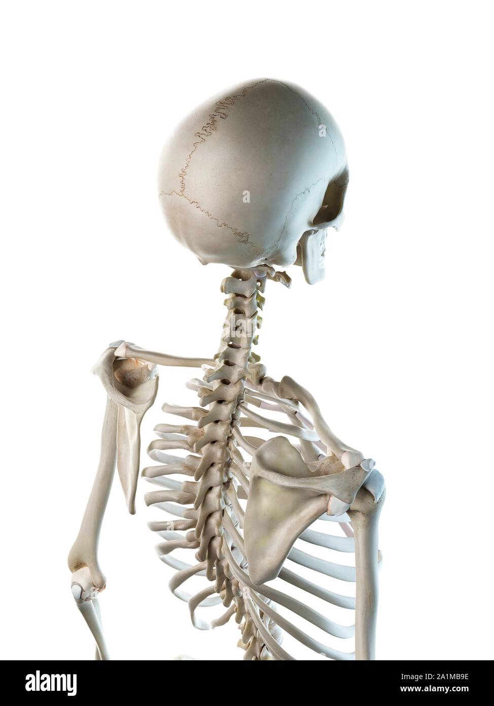 Back bones, computer illustration Stock Photo - Alamy