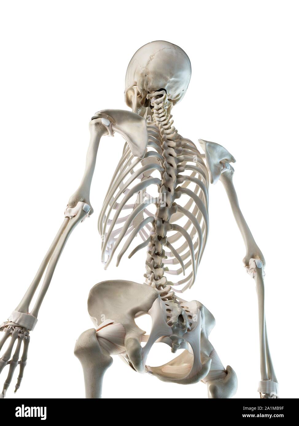 Back bones, computer illustration Stock Photo - Alamy