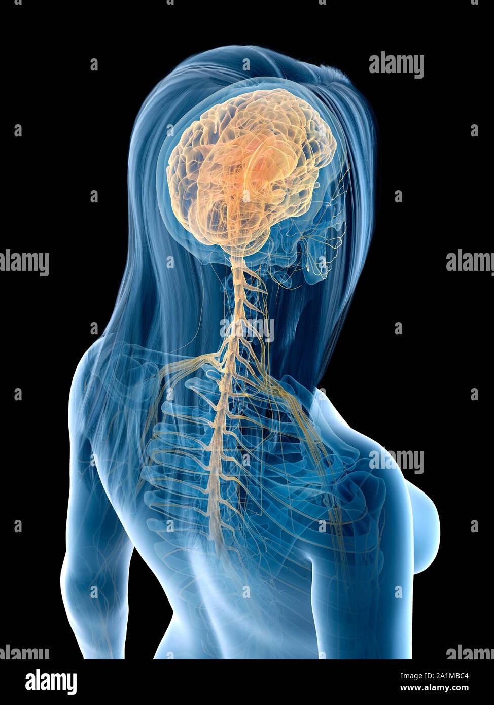 Brain and nerves, computer illustration Stock Photo - Alamy
