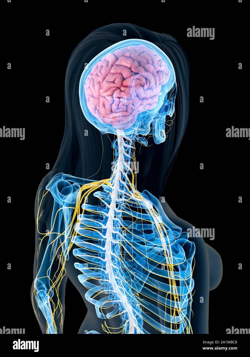 Brain and nerves, computer illustration Stock Photo - Alamy