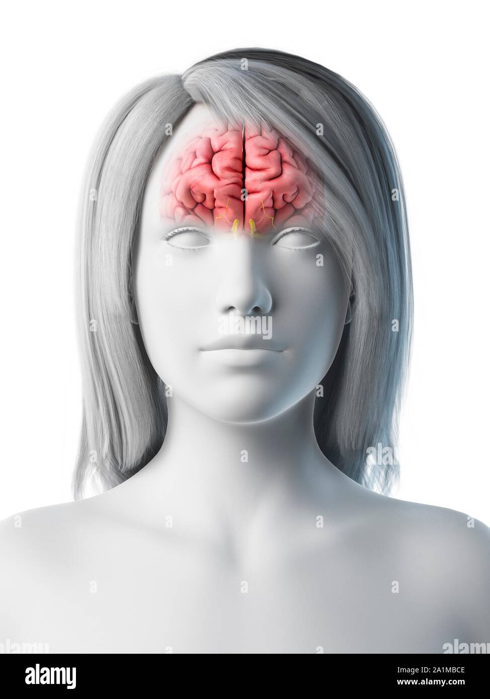 Brain, computer illustration Stock Photo - Alamy