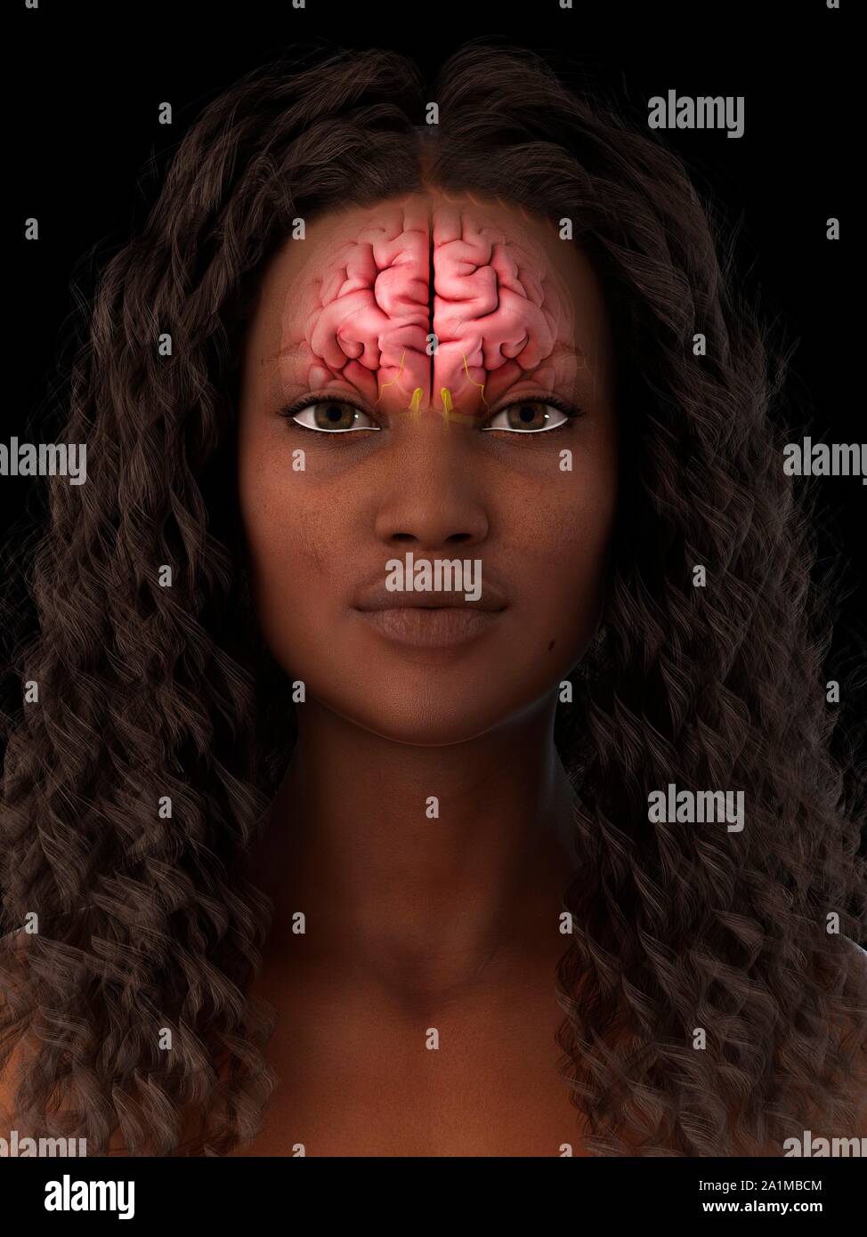 Brain, computer illustration Stock Photo - Alamy