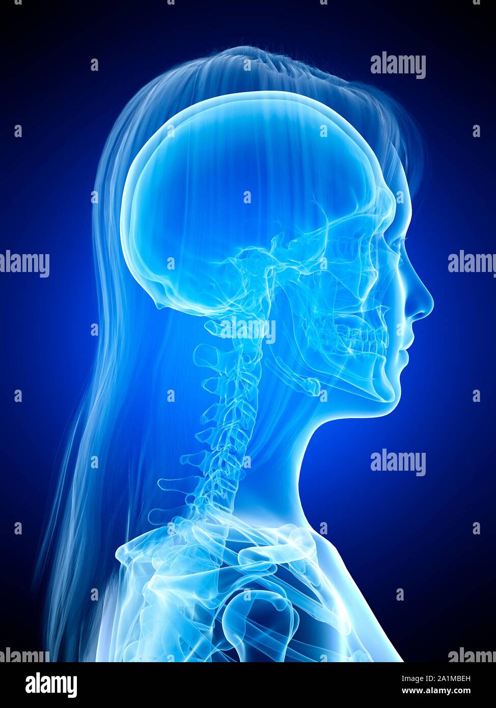 Transparent female skeleton neck hi-res stock photography and images ...