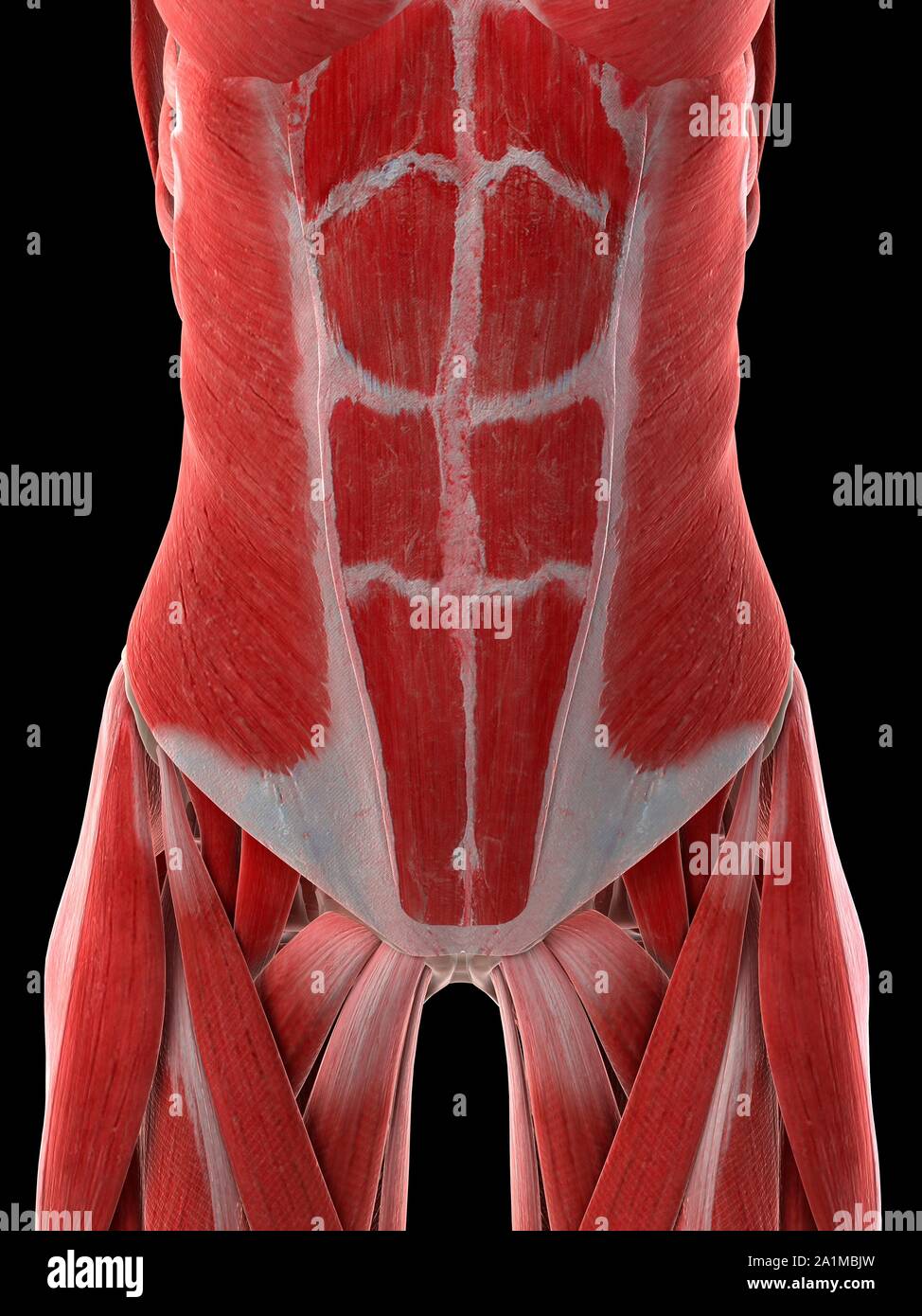 Female abdominal muscles, computer illustration Stock Photo - Alamy