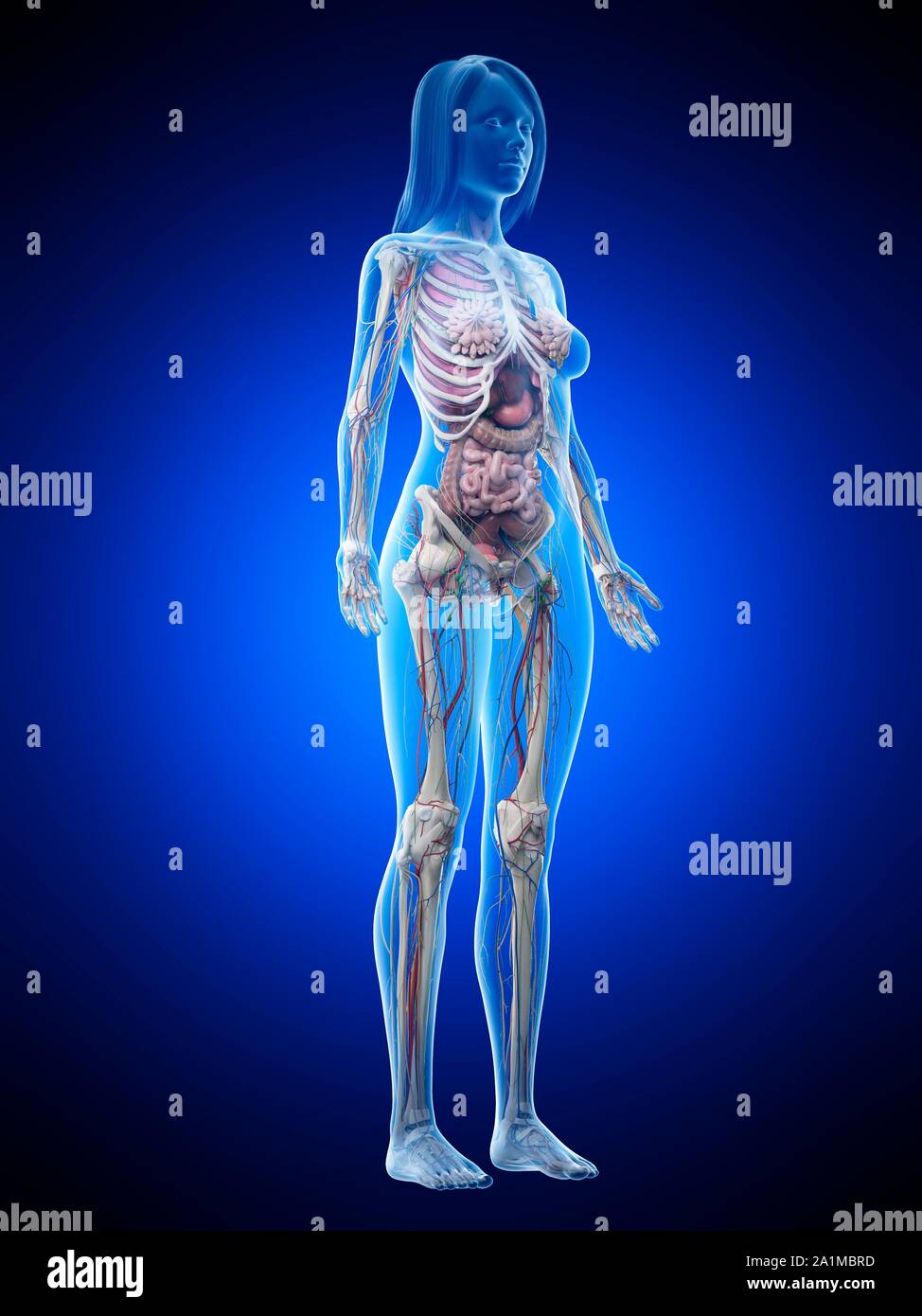 Female anatomy, computer illustration Stock Photo - Alamy