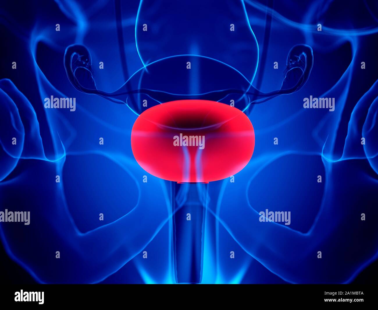 Female bladder, computer illustration Stock Photo - Alamy