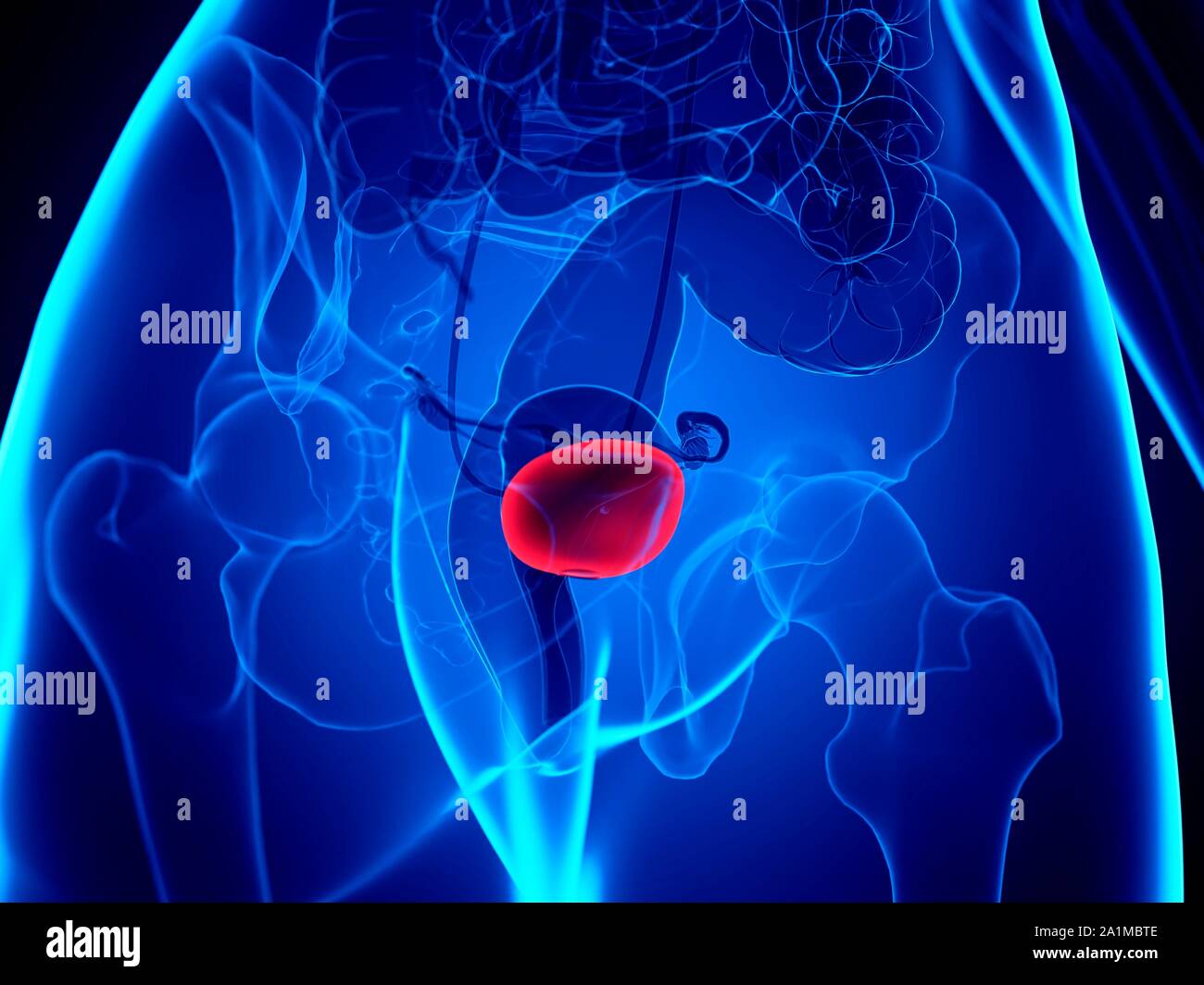 Female bladder, computer illustration Stock Photo - Alamy