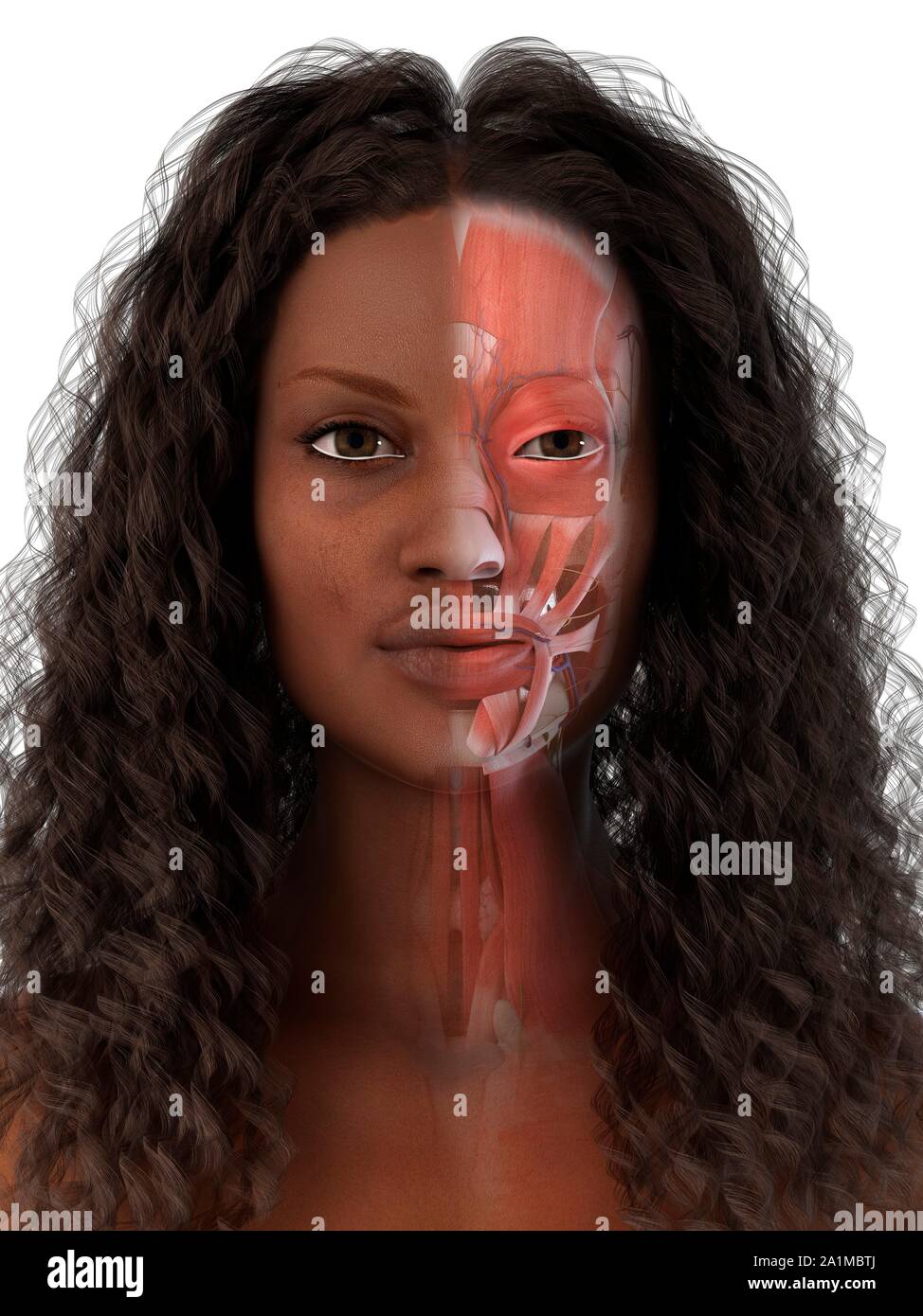 Female facial anatomy, computer illustration Stock Photo - Alamy