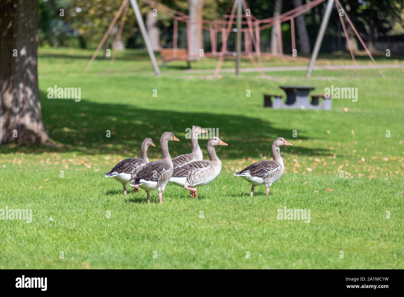 Group gray geese walking down hi-res stock photography and images - Alamy
