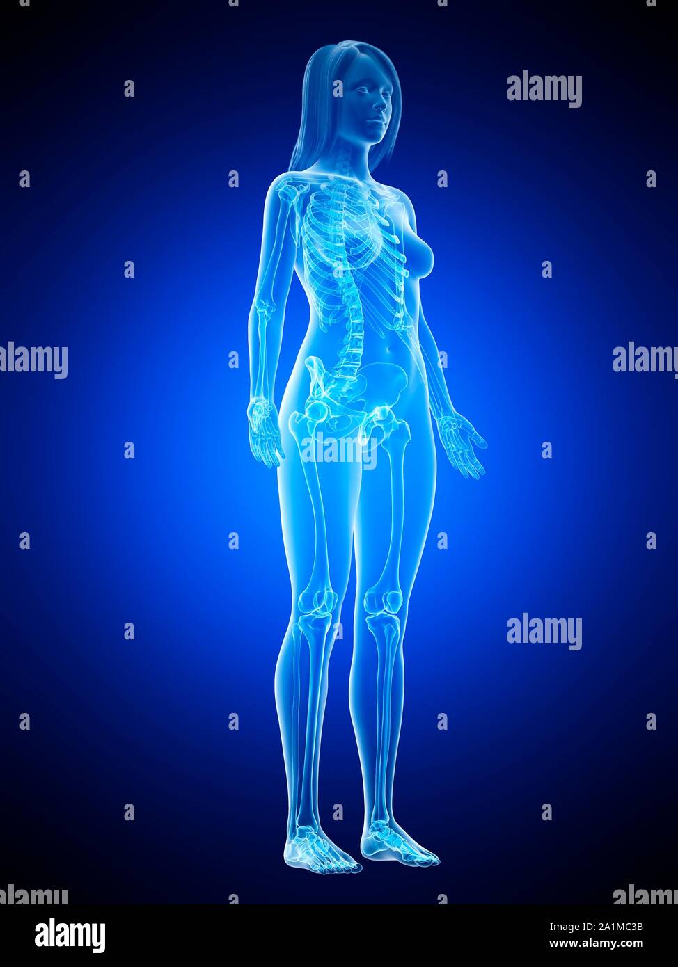 Female skeleton, computer illustration Stock Photo - Alamy
