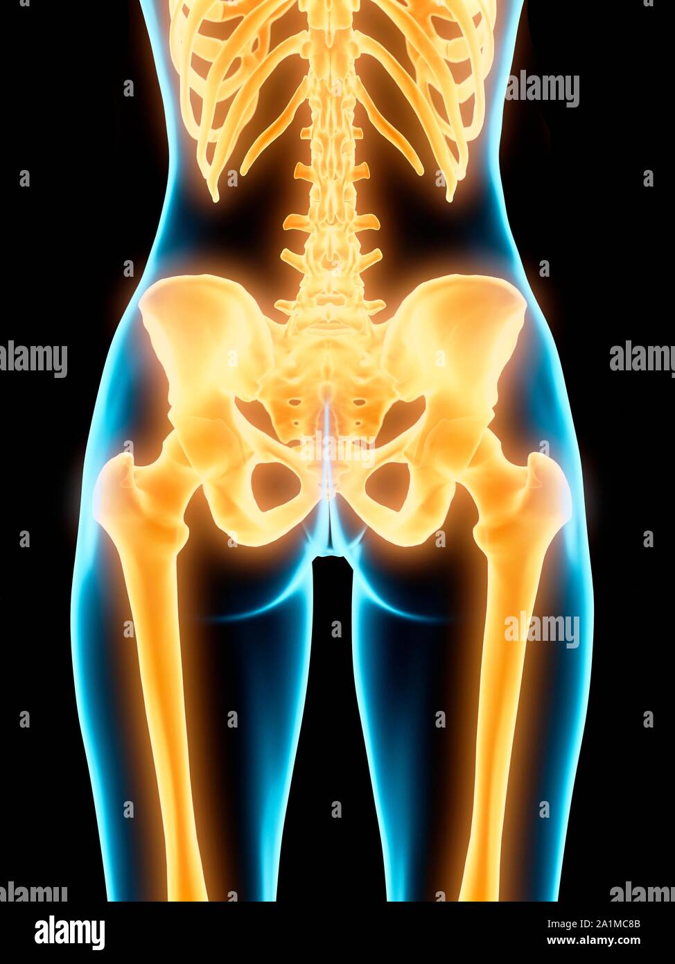 Hip bones, computer illustration Stock Photo - Alamy
