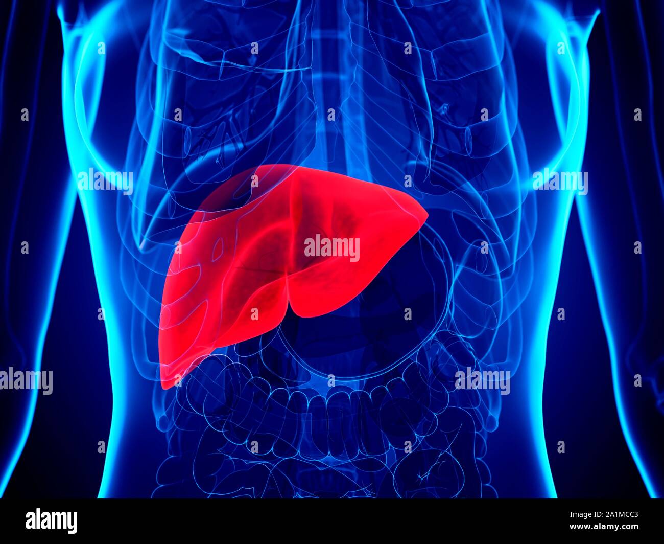 Liver, computer illustration Stock Photo - Alamy