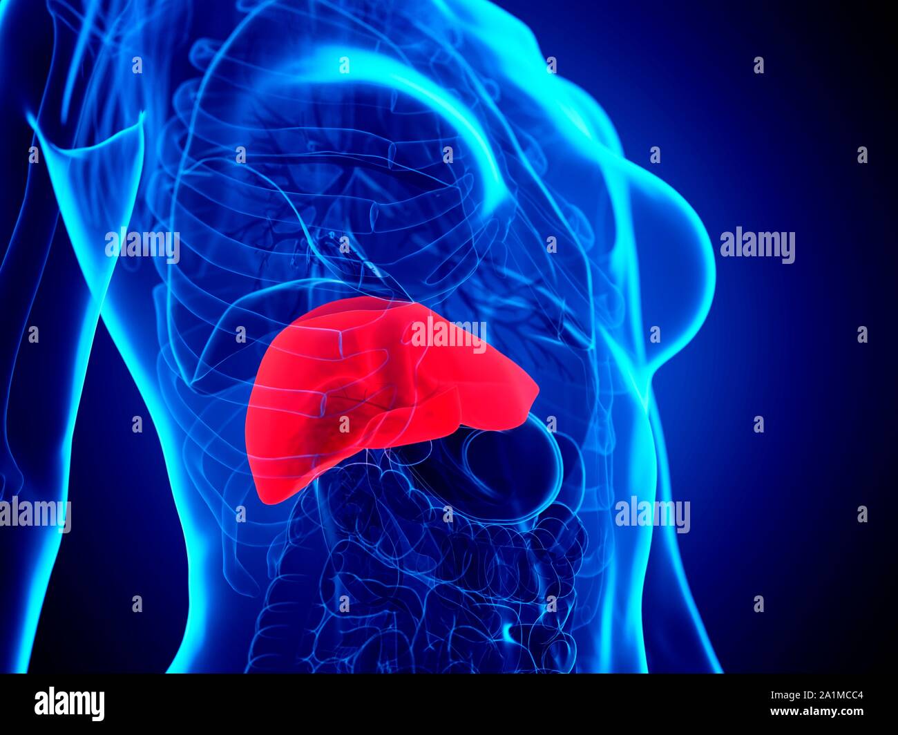 Liver, computer illustration Stock Photo - Alamy