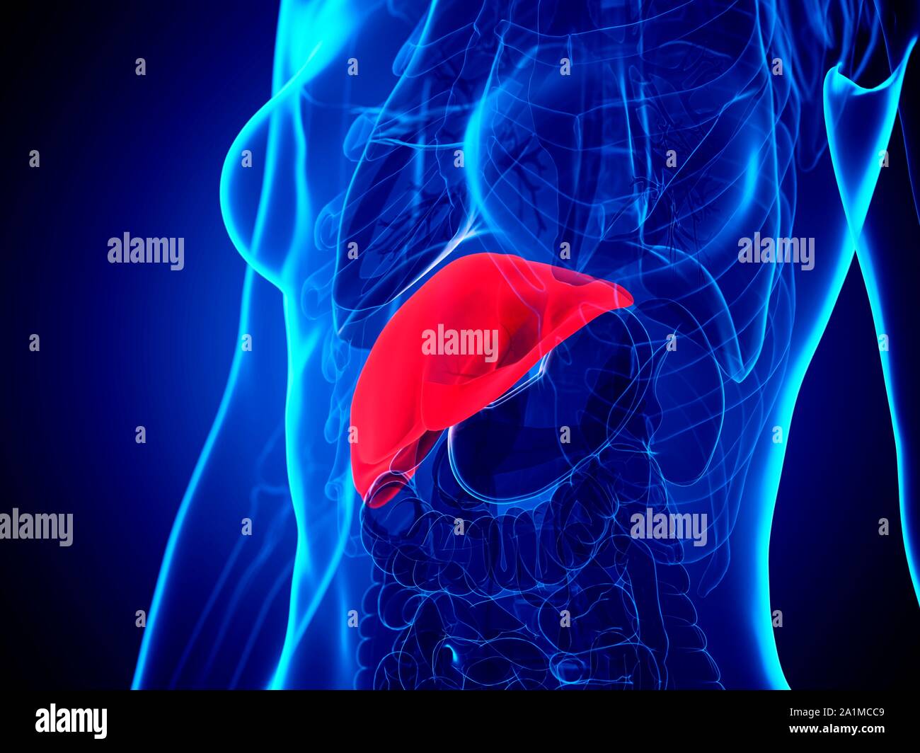 Liver, computer illustration Stock Photo - Alamy