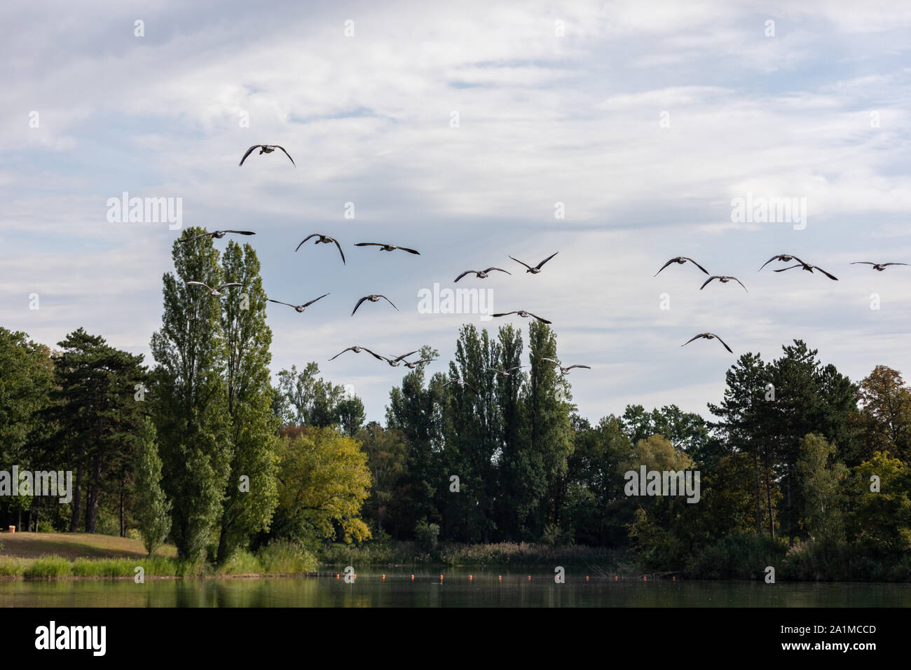Geese Flying Across the Lake in Germany Stock Photo - Alamy