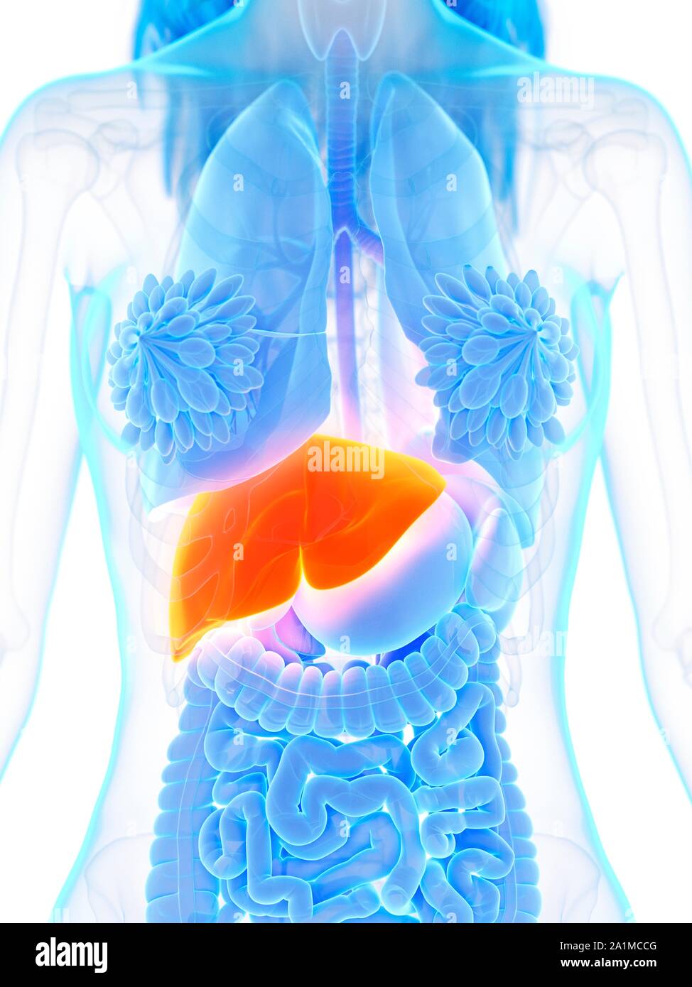 Liver, computer illustration Stock Photo - Alamy