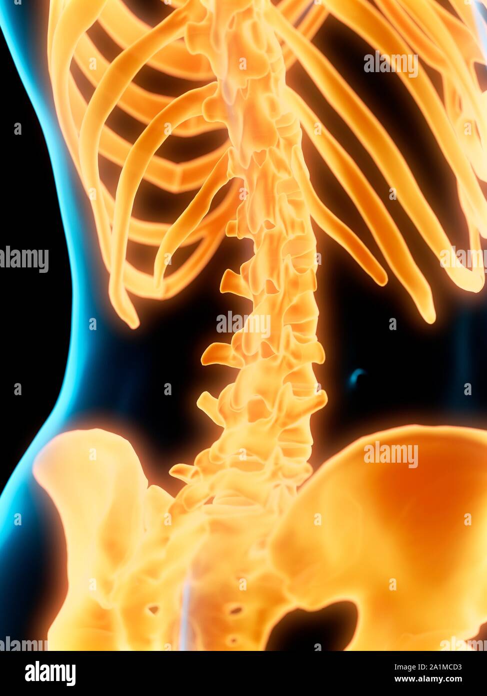 Woman anatomy internal organs back hi-res stock photography and images ...