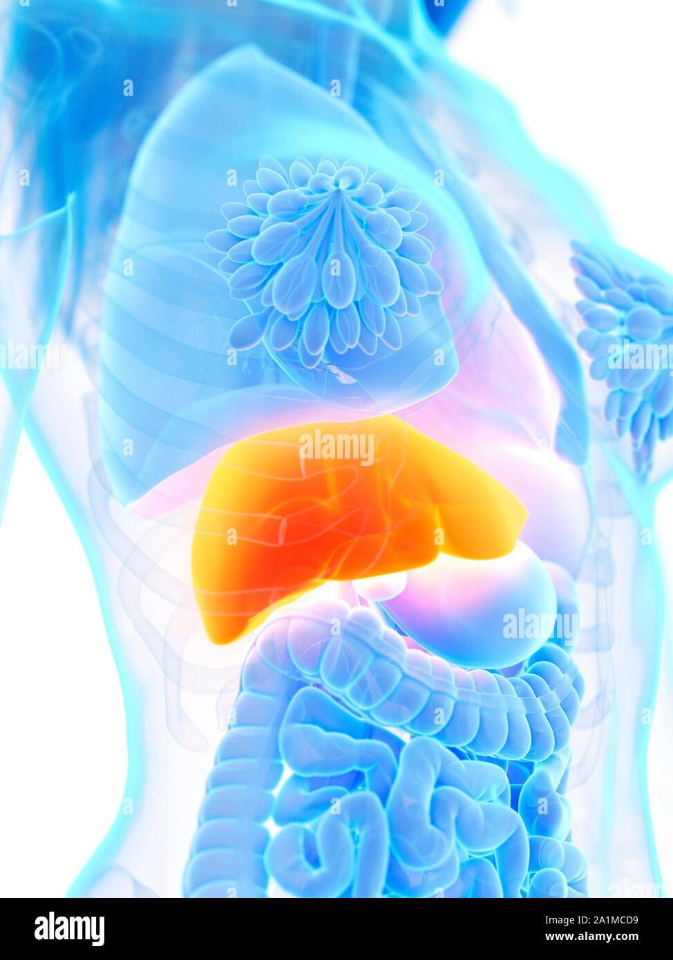 Liver, computer illustration Stock Photo - Alamy