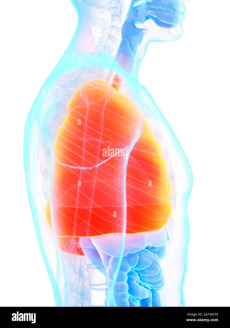 Lungs, computer illustration Stock Photo - Alamy