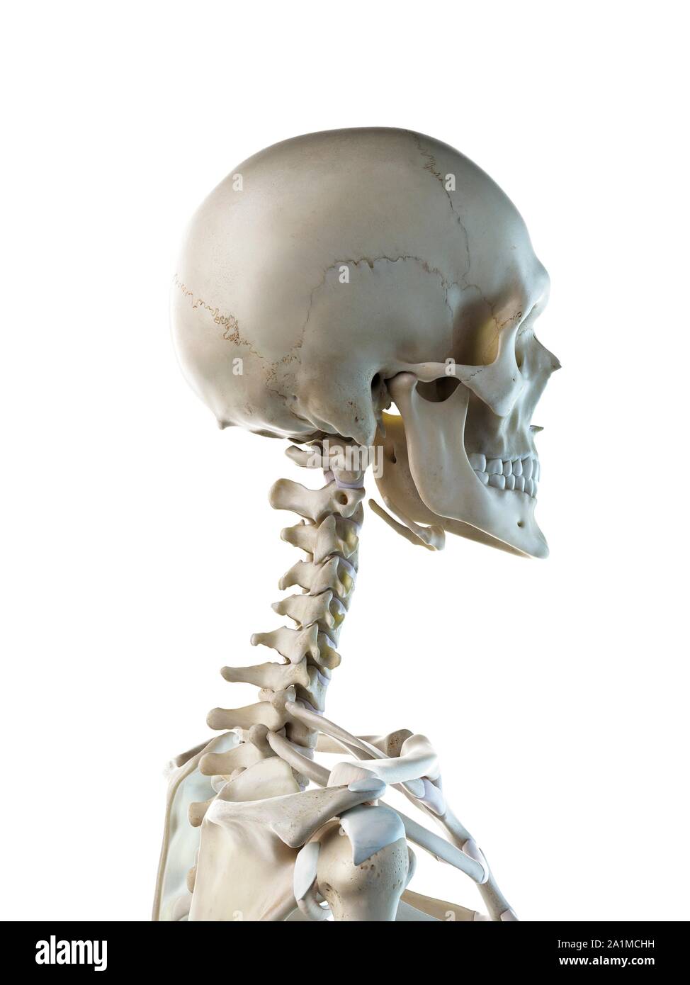 Neck bones, computer illustration Stock Photo - Alamy
