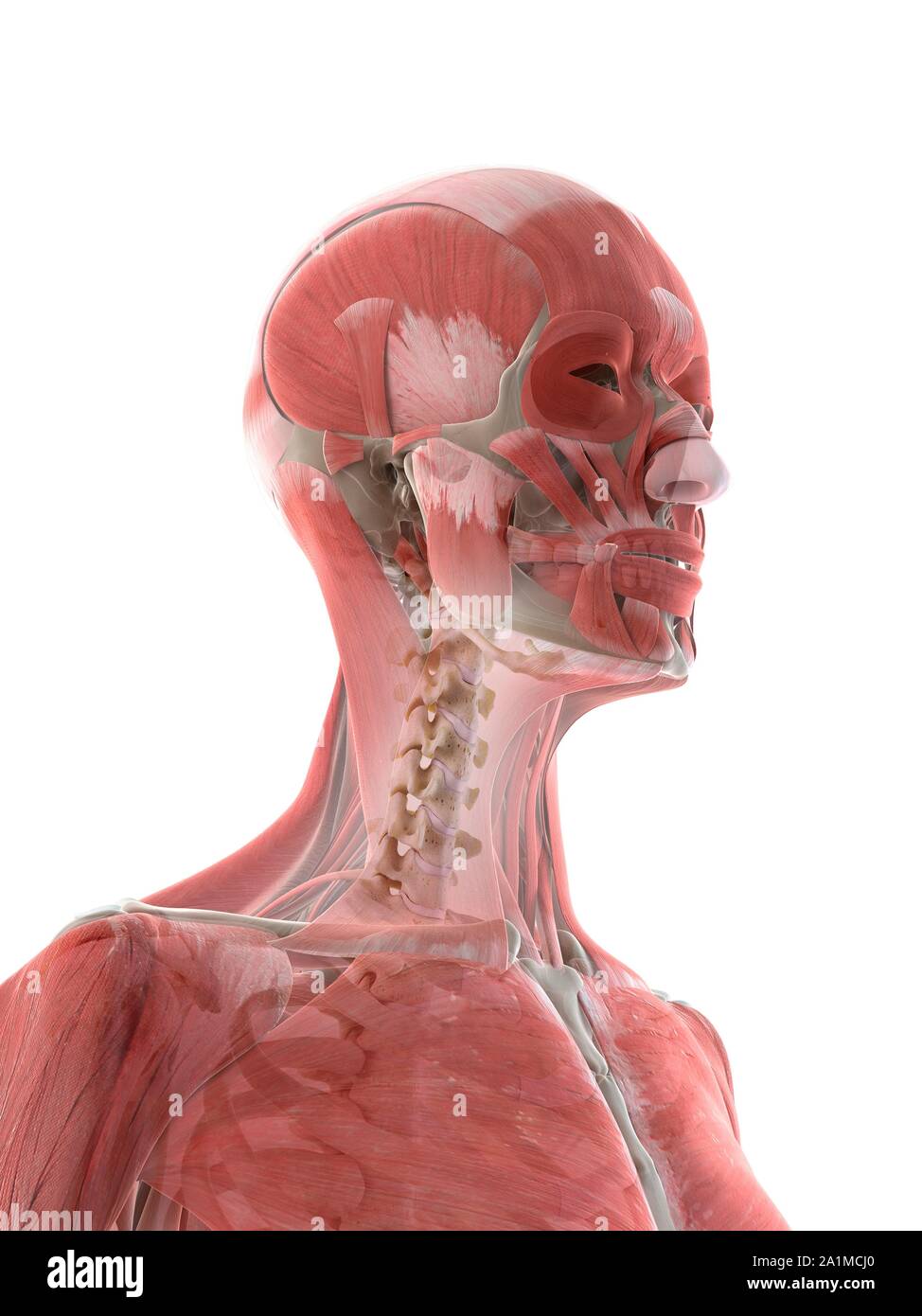 Neck muscles, computer illustration Stock Photo - Alamy