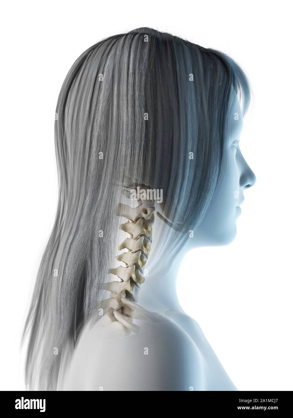 Transparent female skeleton neck hi-res stock photography and images ...