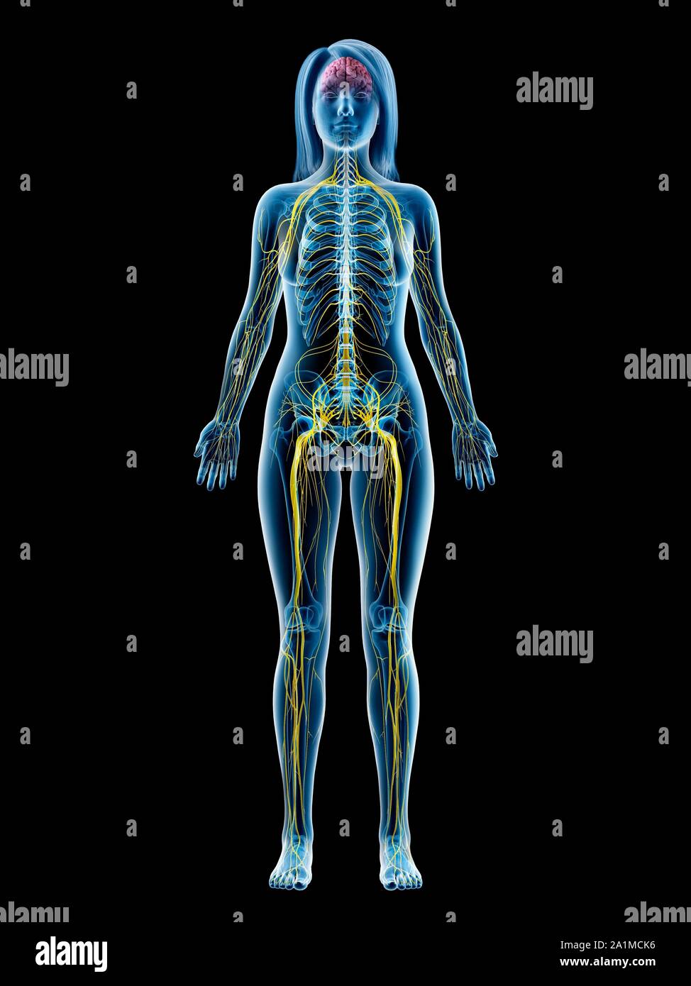 Nervous system, computer illustration Stock Photo - Alamy