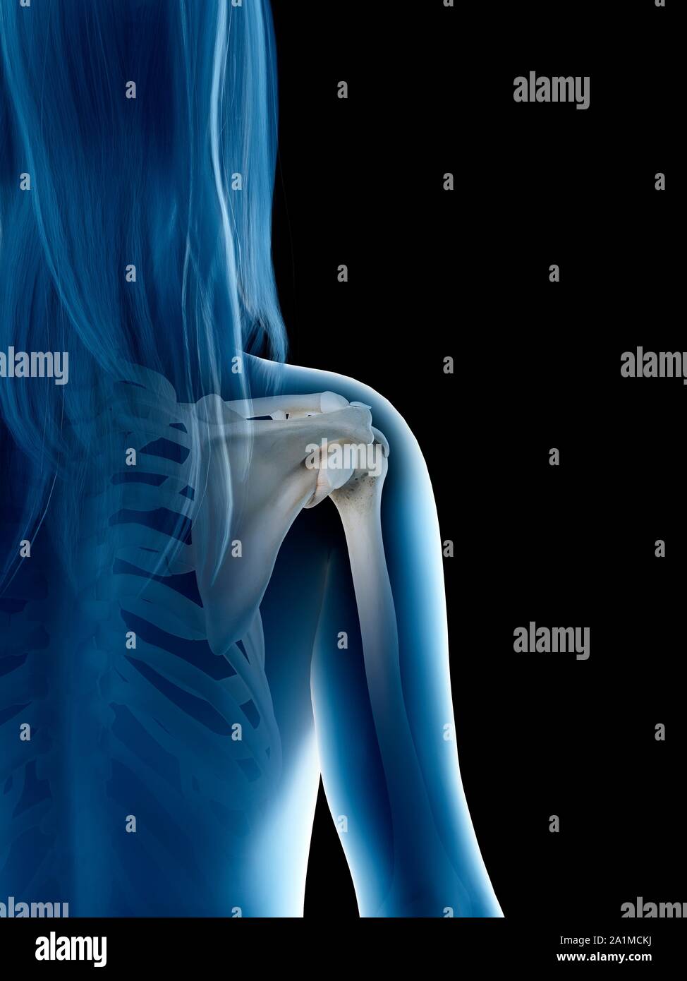 Shoulder joint, computer illustration Stock Photo - Alamy