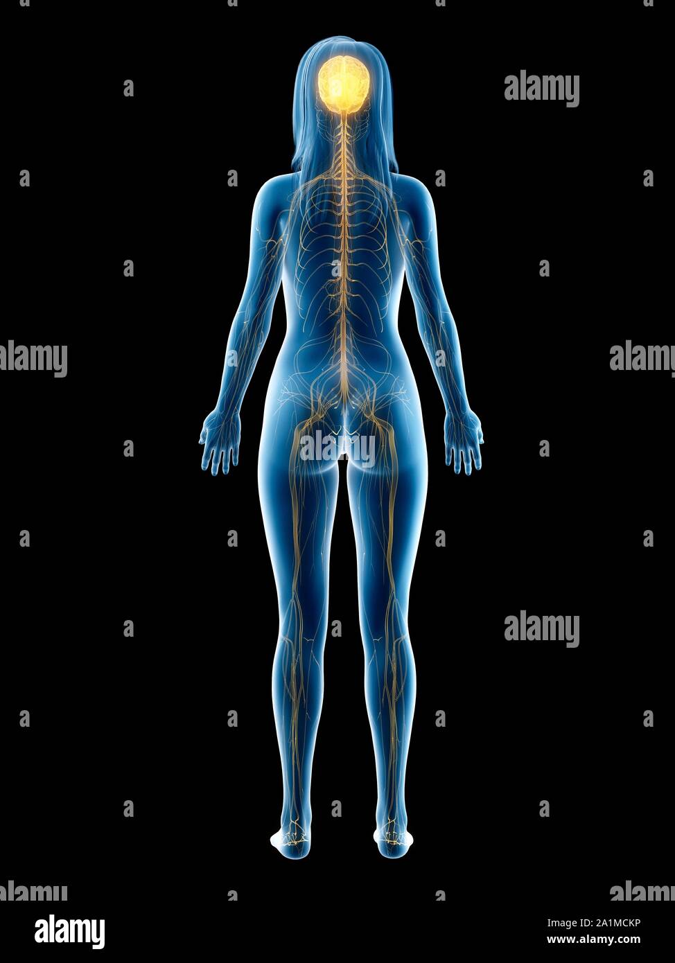 Nervous system, computer illustration Stock Photo - Alamy