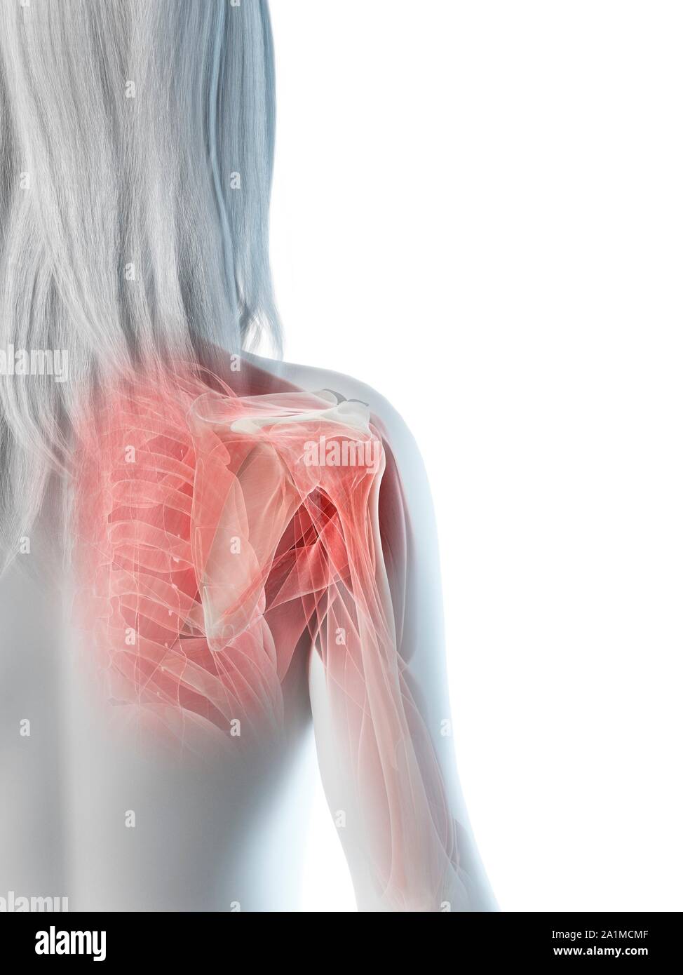 Shoulder muscles, computer illustration Stock Photo - Alamy