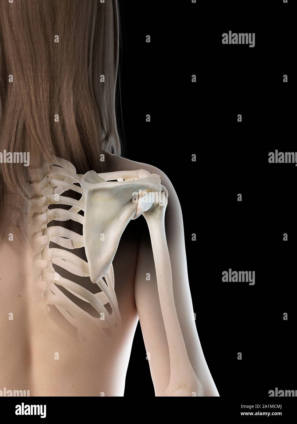Shoulder joint, computer illustration Stock Photo - Alamy
