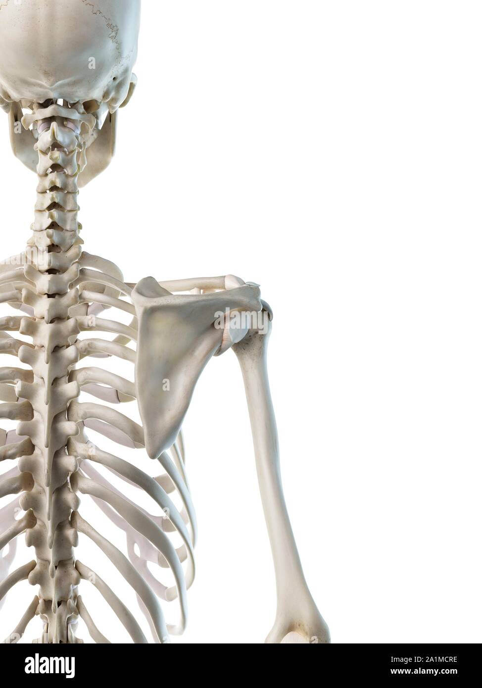 Shoulder bones, computer illustration Stock Photo - Alamy