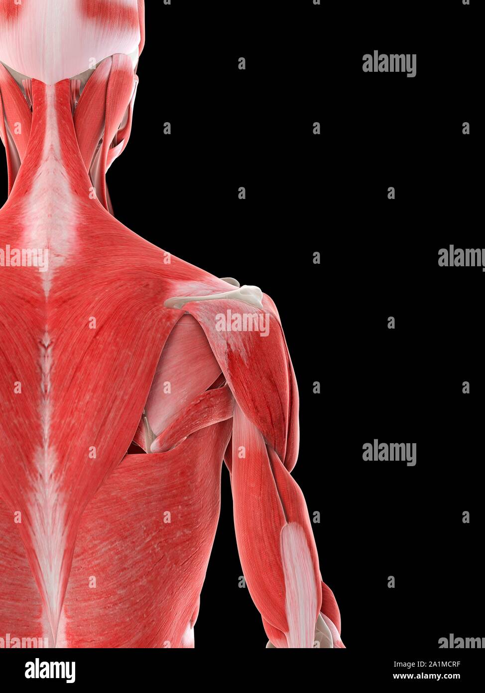 Shoulder muscles, computer illustration Stock Photo - Alamy