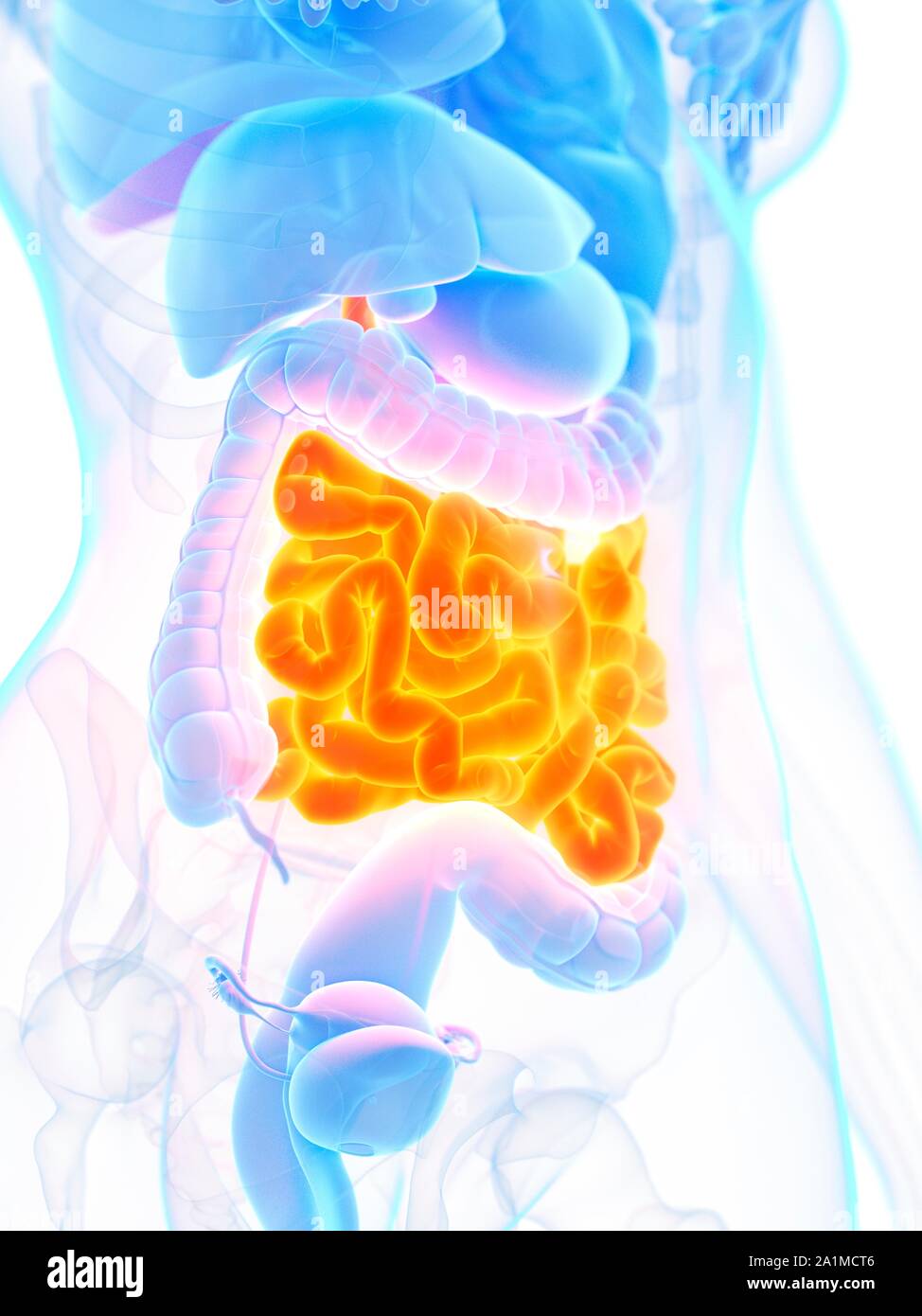 Small intestine, computer illustration Stock Photo - Alamy