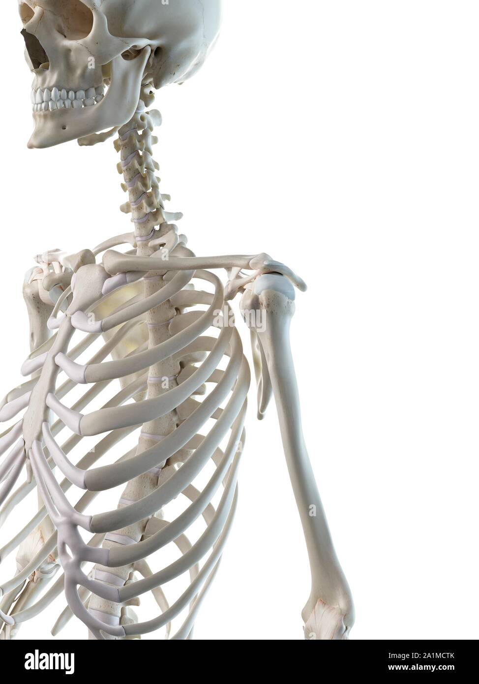 Shoulder bones, computer illustration Stock Photo - Alamy