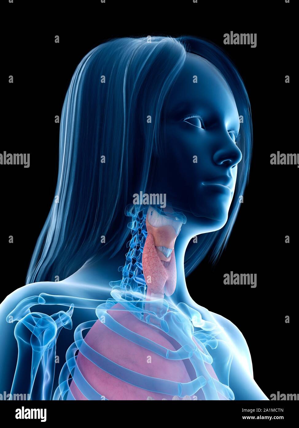 Throat anatomy, computer illustration Stock Photo - Alamy