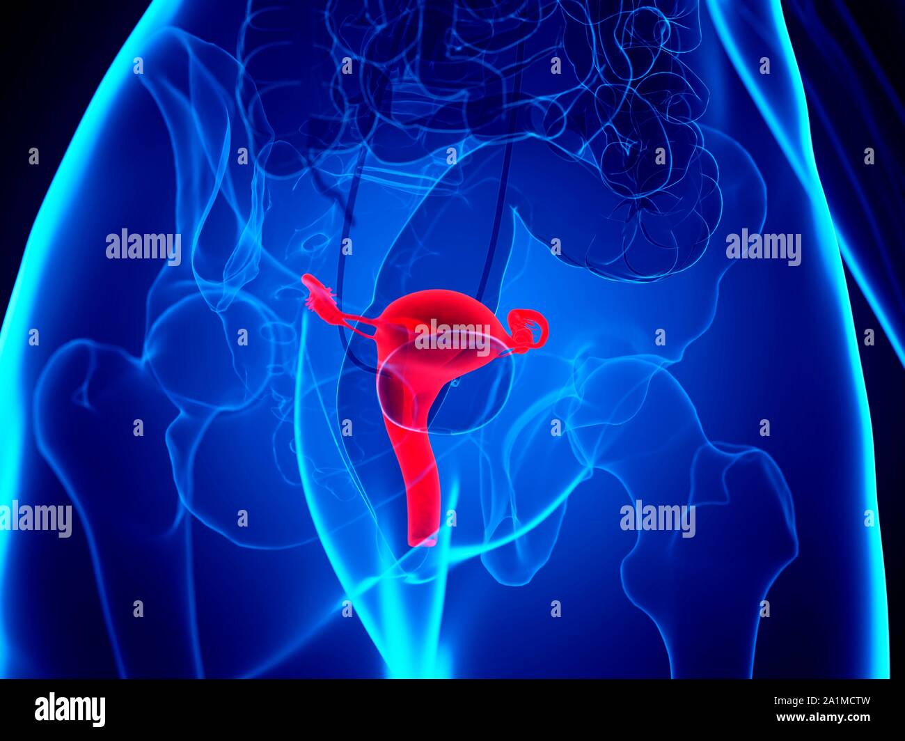 Uterus, computer illustration Stock Photo - Alamy