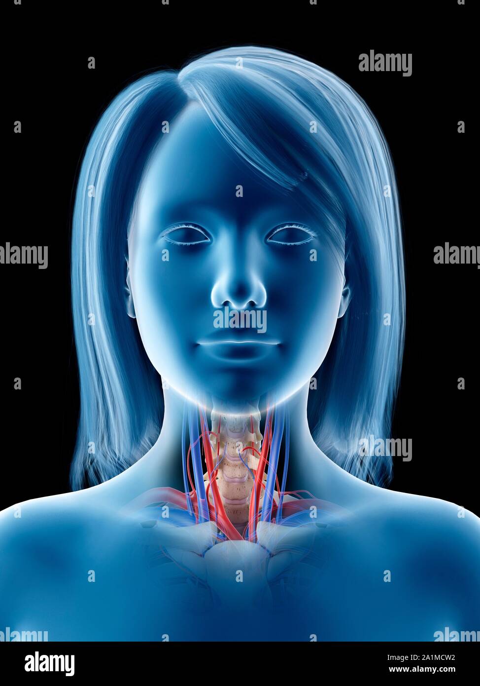 Throat anatomy, computer illustration Stock Photo - Alamy