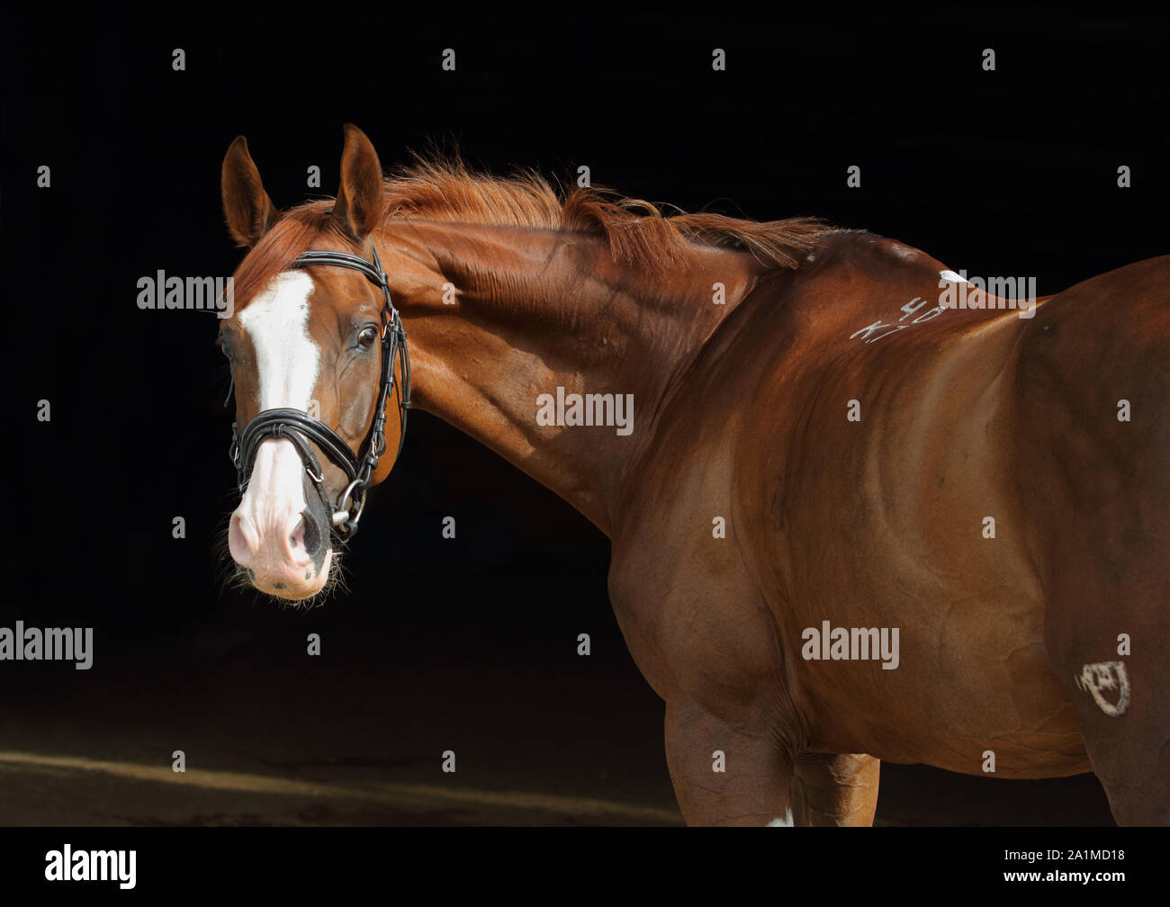 Dressage race horse portrait indoor stable Stock Photo - Alamy